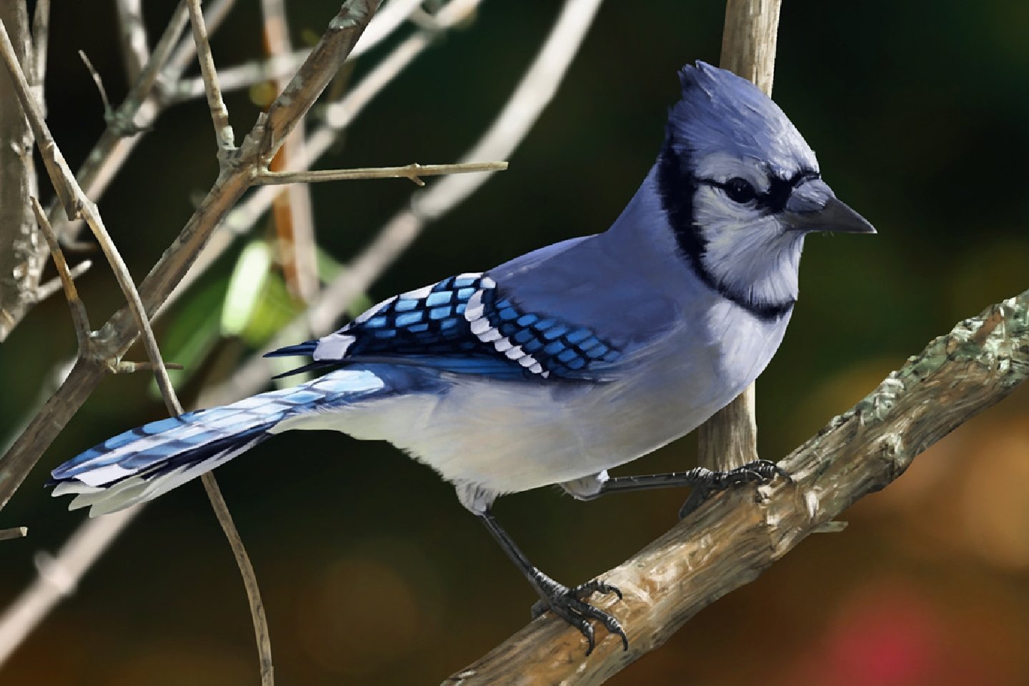 Blue Jay High Resolution (#266566) - HD Wallpaper & Backgrounds Download