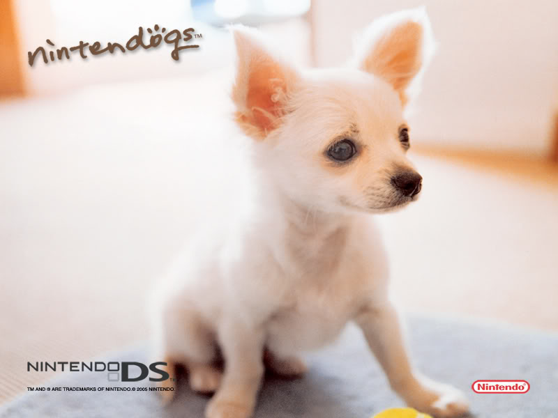 Chihuahua Wallpaper - Nintendogs (#2624186) - HD Wallpaper ...