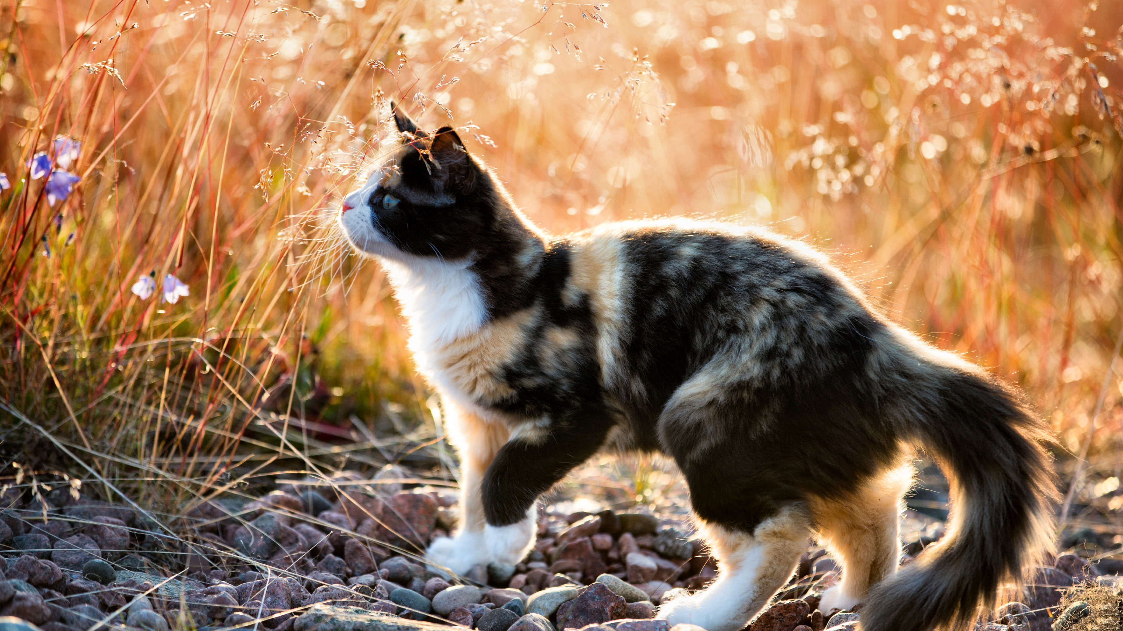 High Resolution Cat Hd 4k Wallpaper Id - Cat In Wheat Field (#2624492 ...