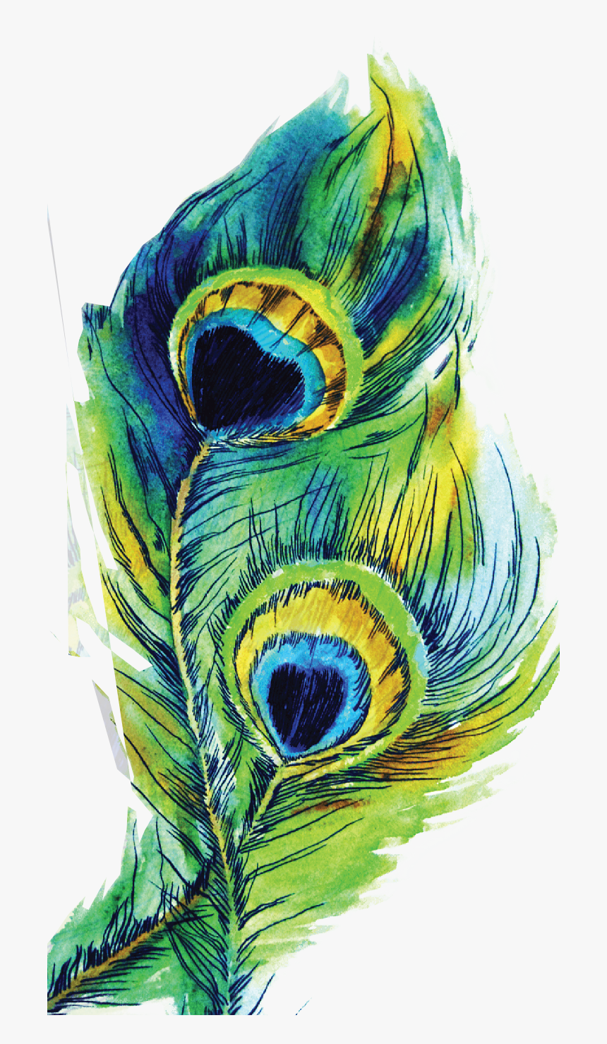 Mor Pankh Background Png, Transparent Png, Free Download - Mor Pankh In ...