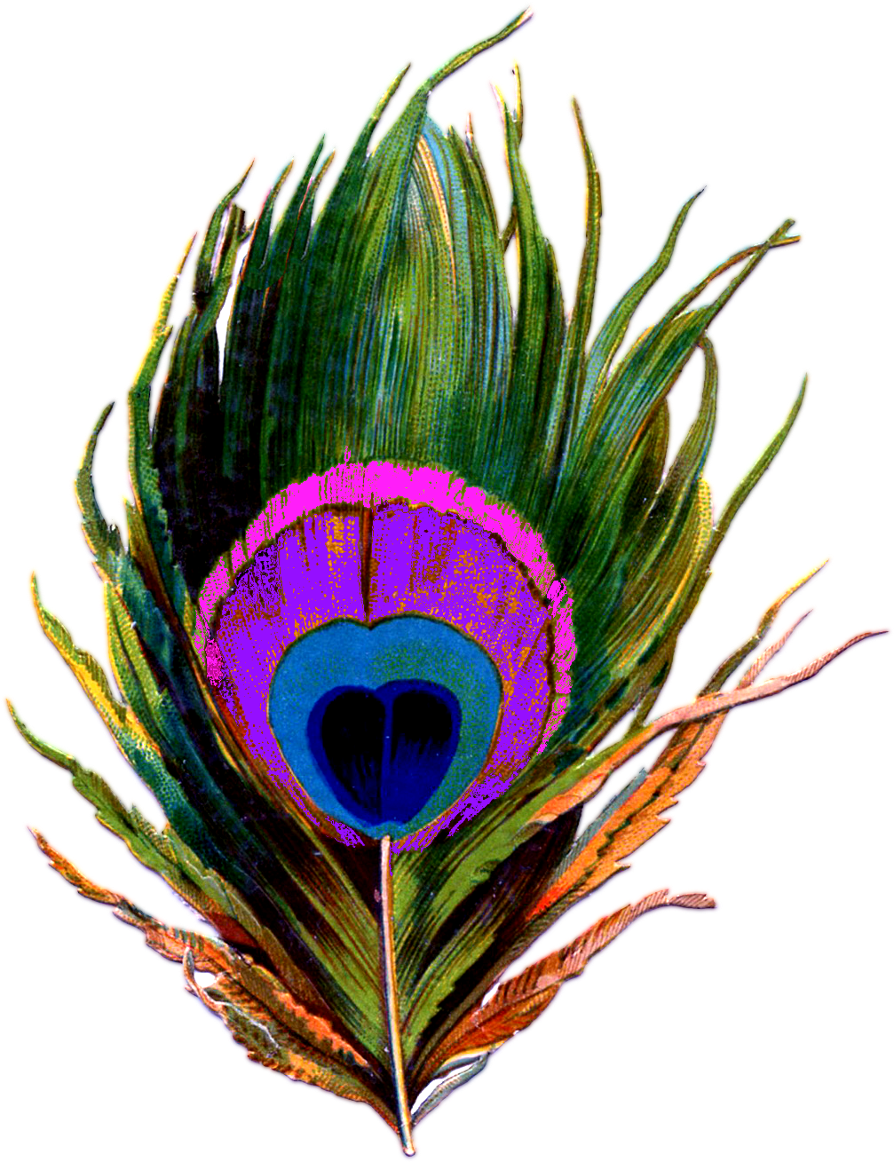 Png Mayur Pankh , Png Download - Peacock Feather Clipart Png (#2834082 ...