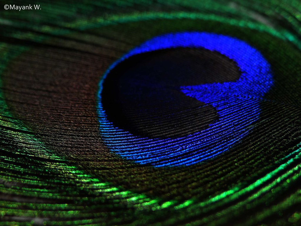 Mor Pankh Hd Wallpaper Download (#2834243) - HD Wallpaper & Backgrounds ...