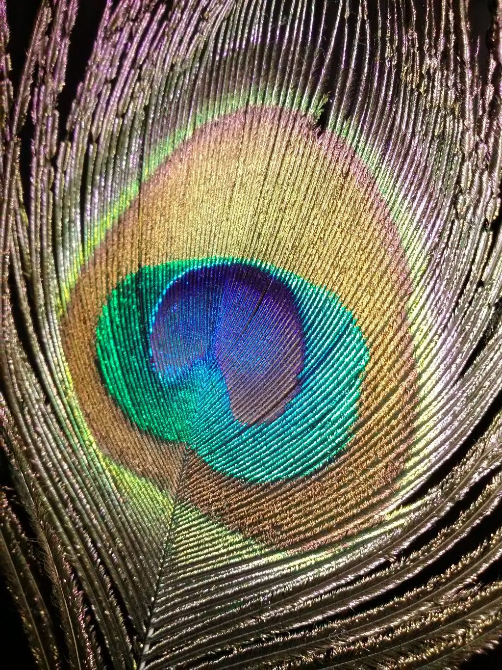 Download Morpankh Colour On Itl.cat