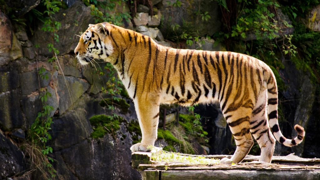 Tiger Side View (#2846257) - HD Wallpaper & Backgrounds Download