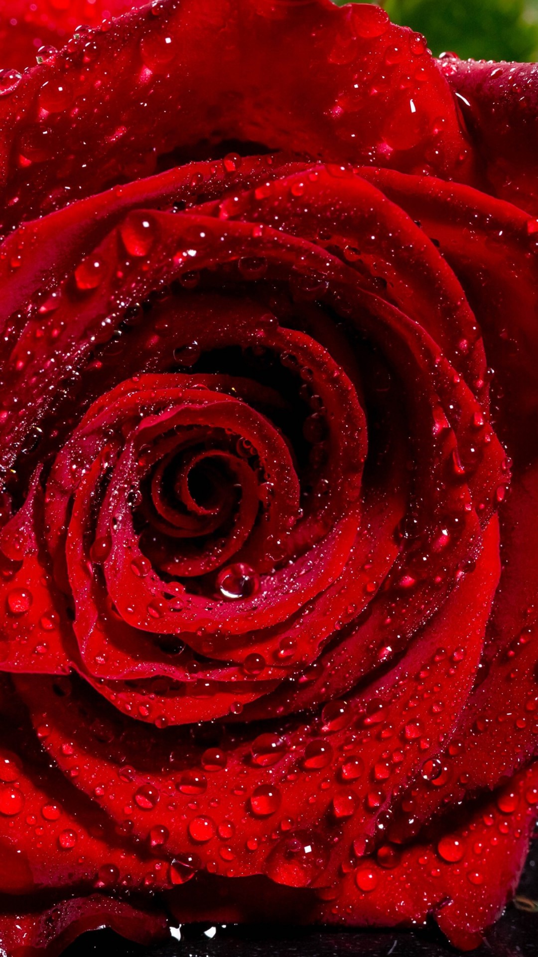 Water Red Rose Wallpaper Hd (#2870200) - HD Wallpaper & Backgrounds ...