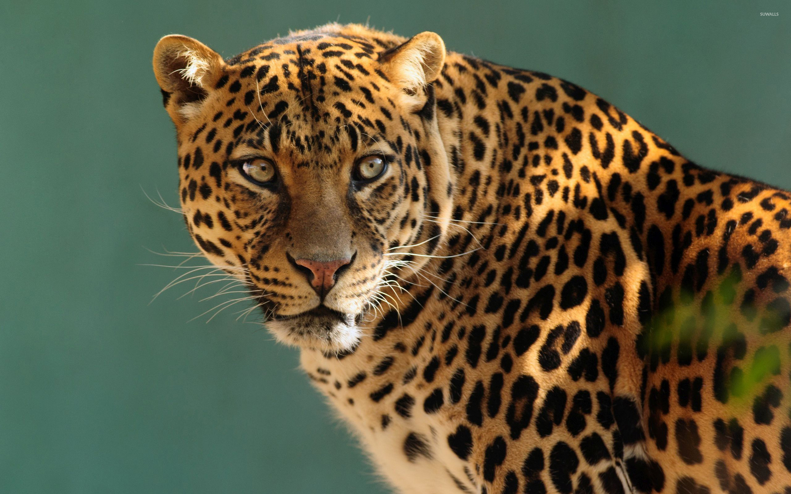 Leopard (#2883439) - HD Wallpaper & Backgrounds Download