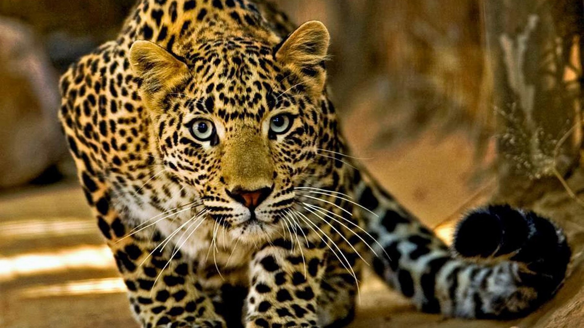 Leopard Hd (#2883655) - HD Wallpaper & Backgrounds Download