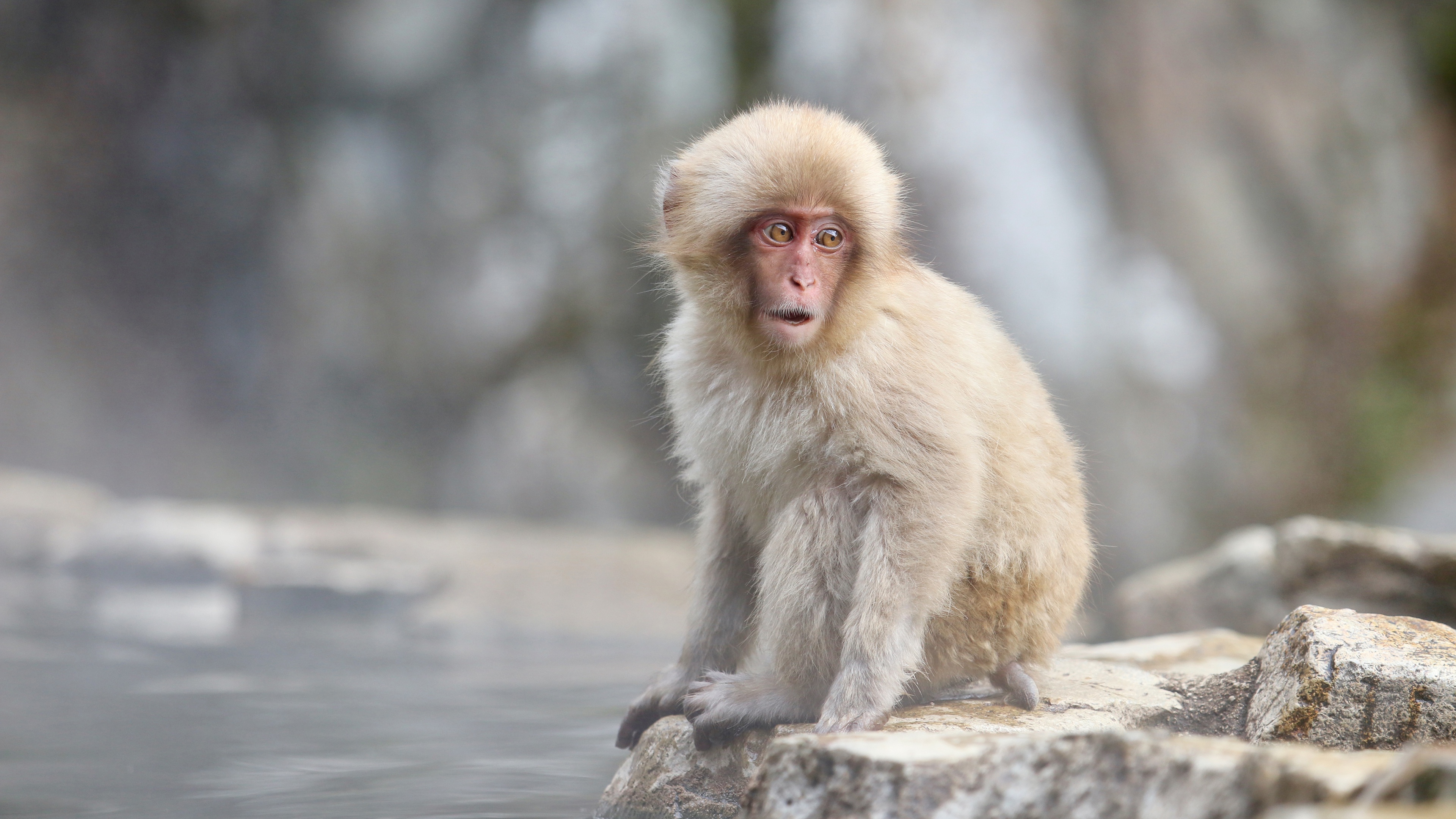 Japanese Macaque (#2885138) - HD Wallpaper & Backgrounds Download