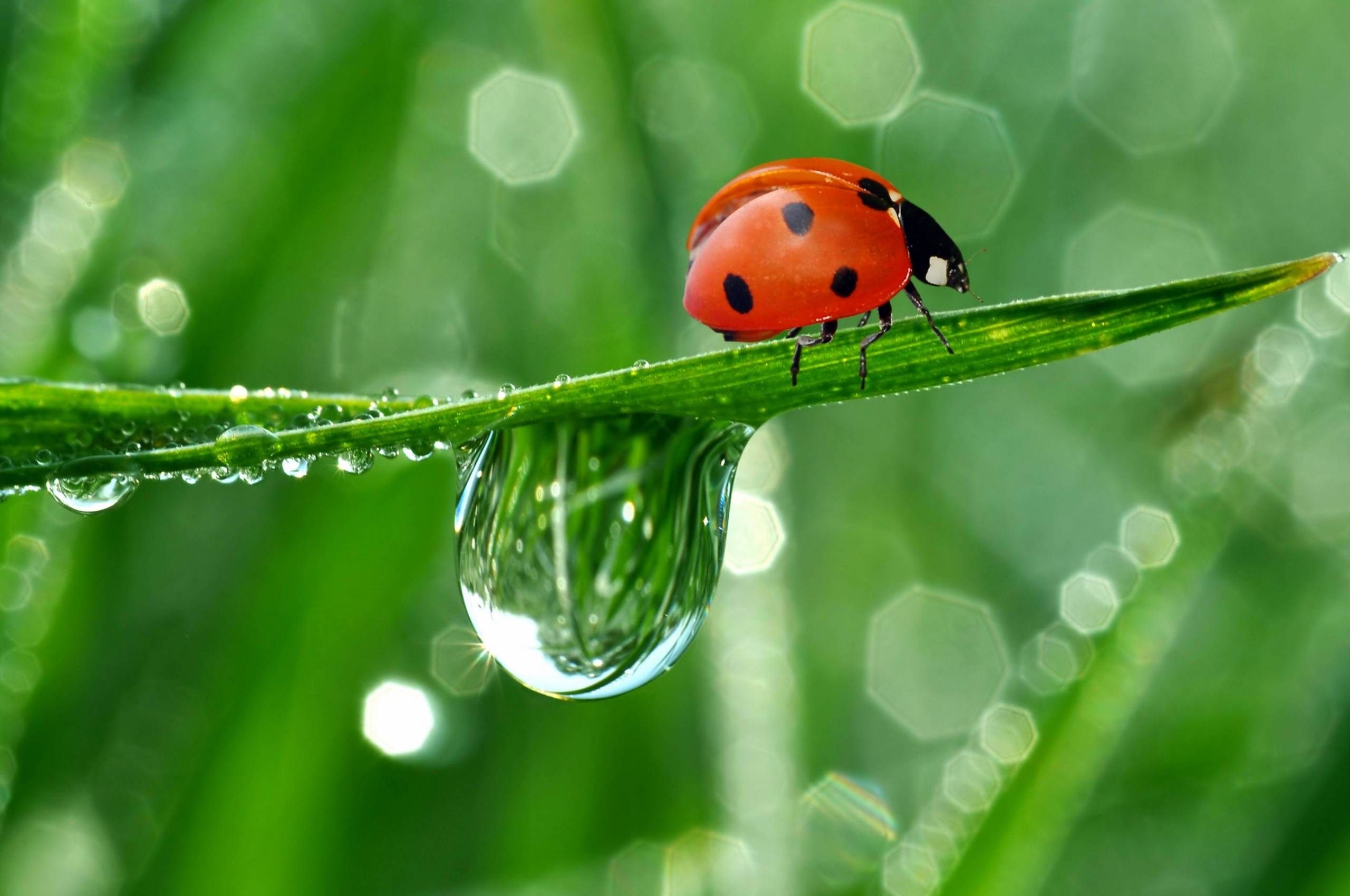 Download 10 Lovely Hd Ladybug Wallpapers Hdwallsourcecom - Ladybird ...