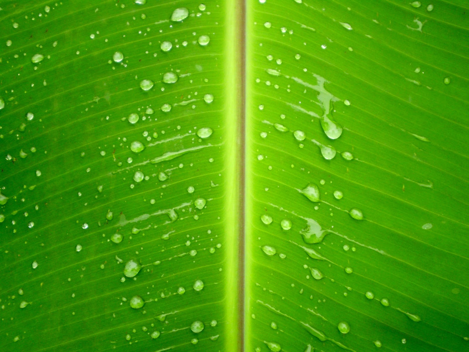 Banana Leaf High Quality Wallpaper - Banana Leaf Background Hd ...
