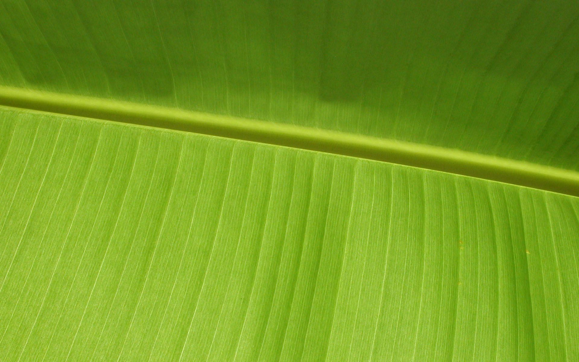 Palm Leaf Wallpaper - Windows Leaf Background (#2905147) - HD Wallpaper ...