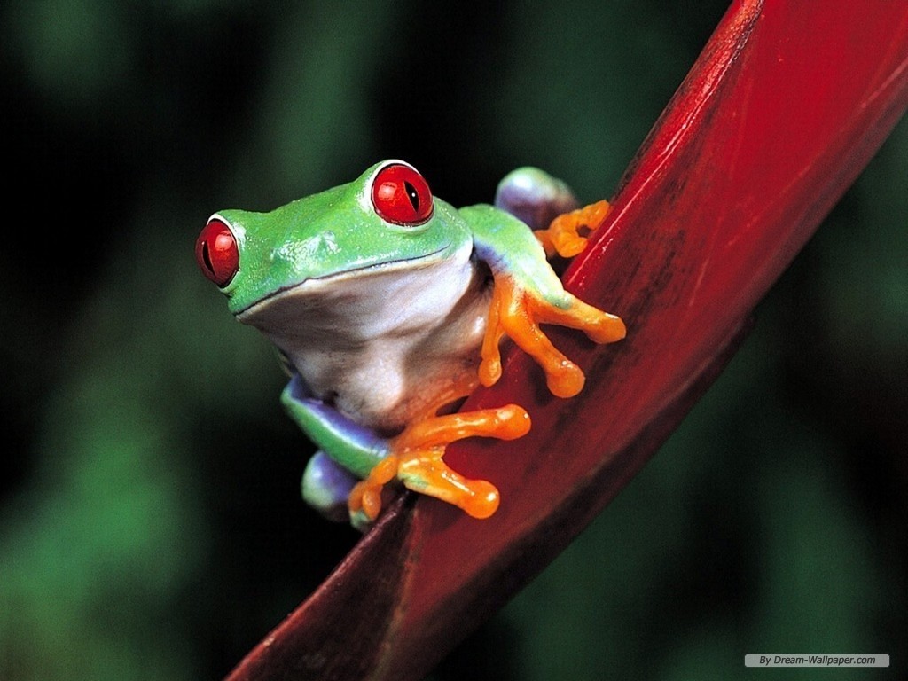 Frog Wallpaper - Rough Guide Out Of This World (#2915300) - HD ...