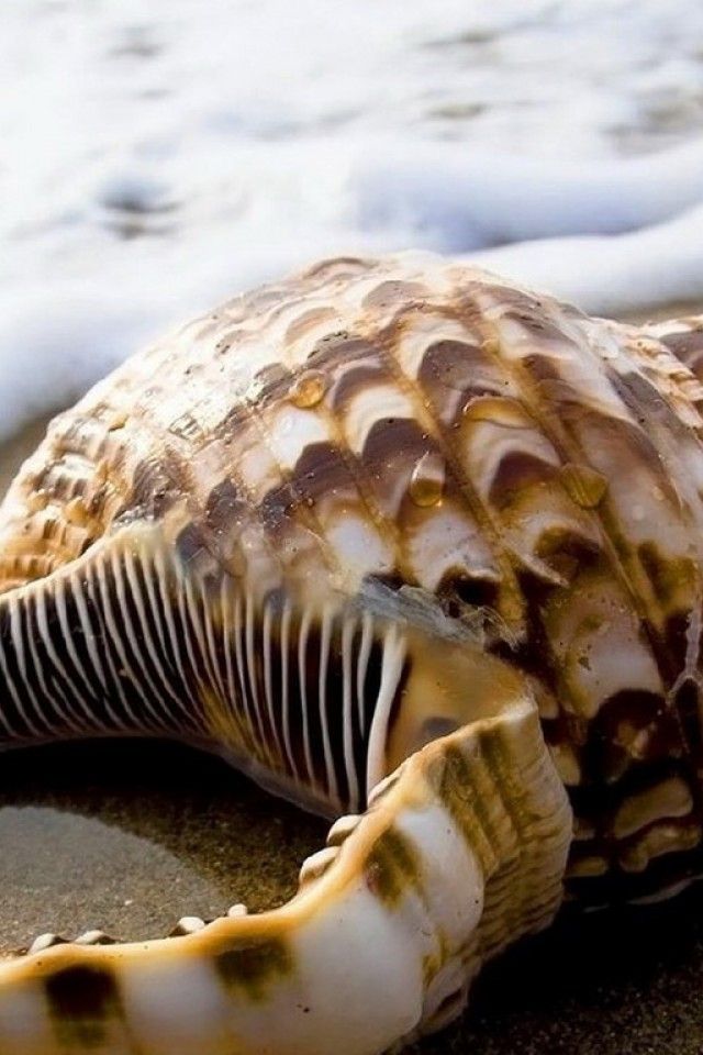 Seashell Wallpaper 2xlnbsrb5fni1azhd41czu - Hd Shell (#2918148) - HD ...