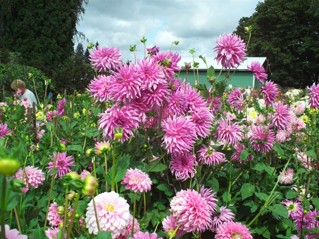 Bunga Dahlia Nan Cantik (#2923417) - HD Wallpaper & Backgrounds Download