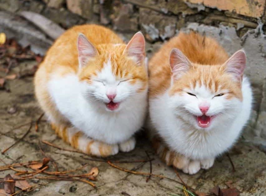 Cats Meow (#2926815) - HD Wallpaper & Backgrounds Download