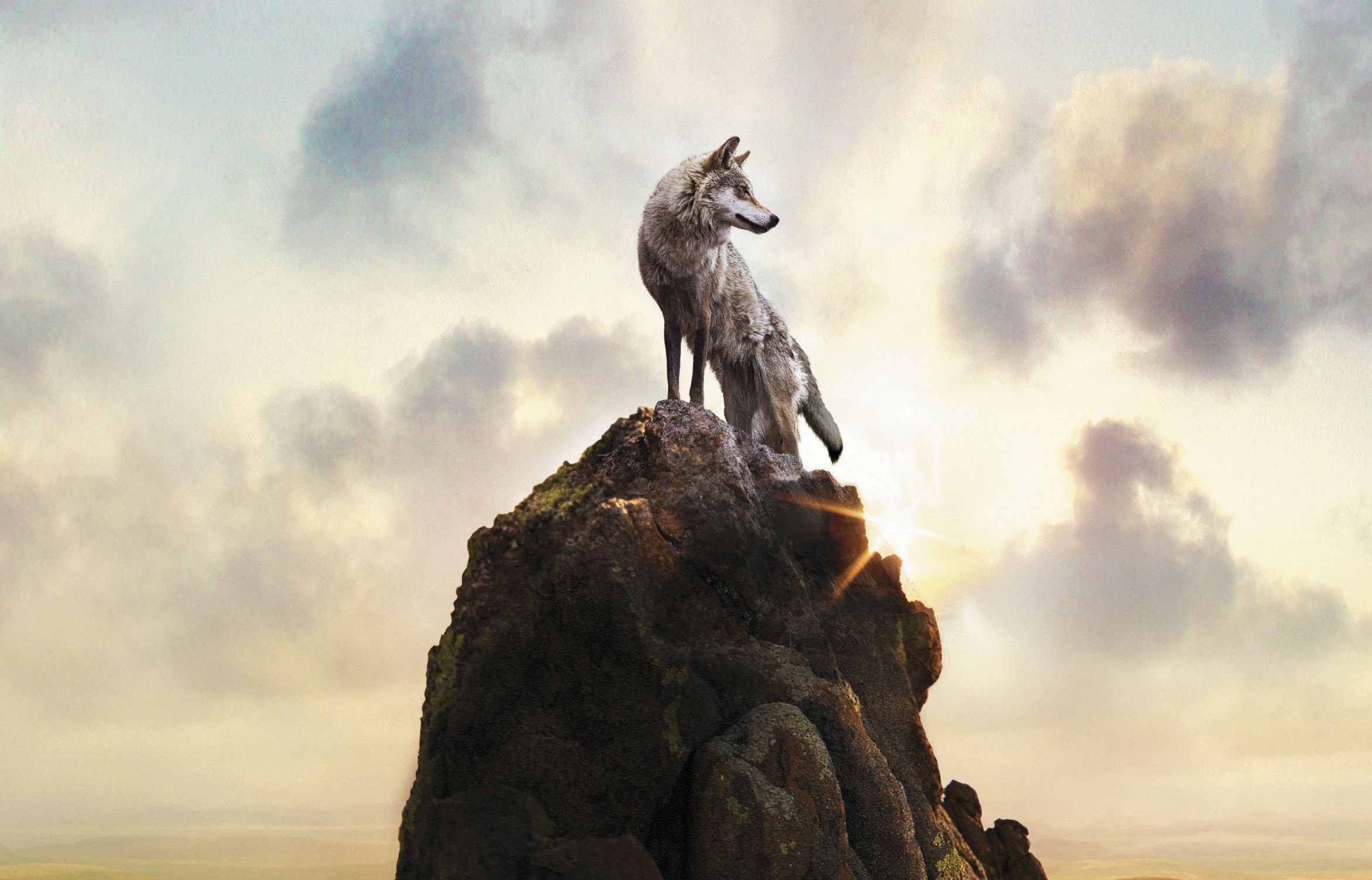 8k Wolf (#2948220) - HD Wallpaper & Backgrounds Download