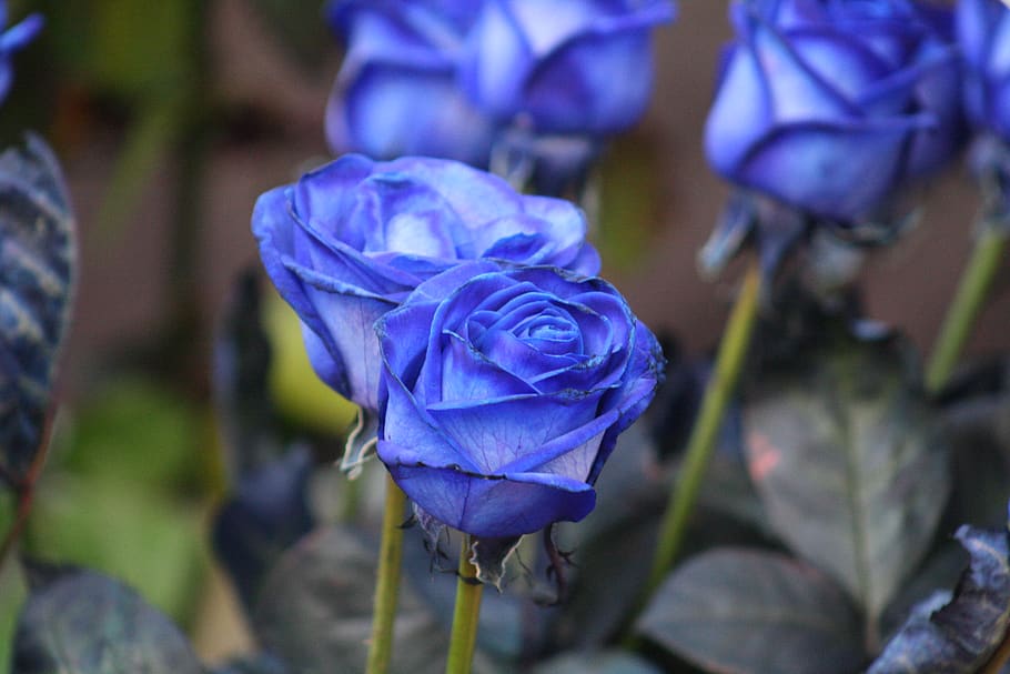 Spain, Barcelona, La Rambla, Roses, Blue, Azul, Rosa - Rosa Azul ...