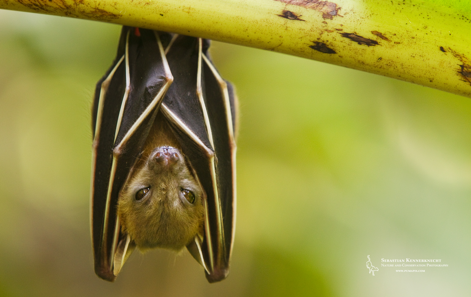 Tropical Rainforest Fruit Bats (#2965510) - HD Wallpaper & Backgrounds ...
