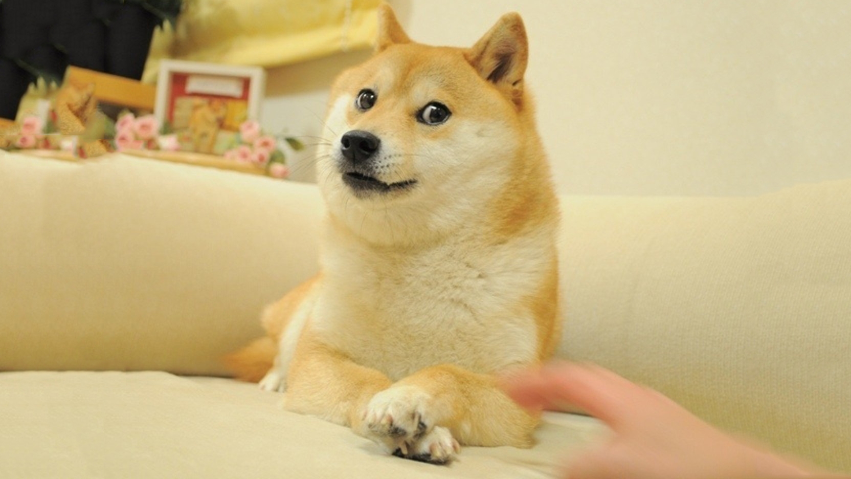 Doge Wallpaper - Doggy Meme Template (#2977036) - HD Wallpaper ...