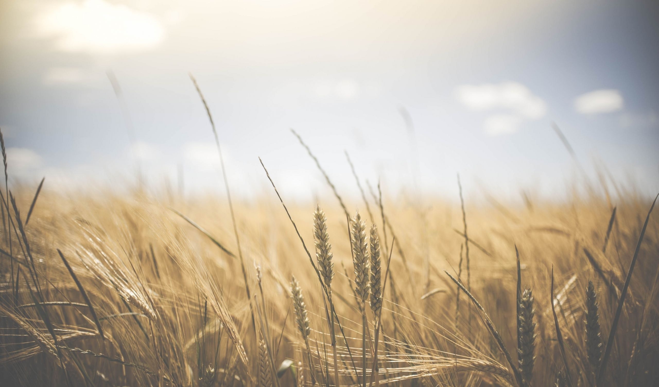 Wheat Field Background (#2993645) - HD Wallpaper & Backgrounds Download