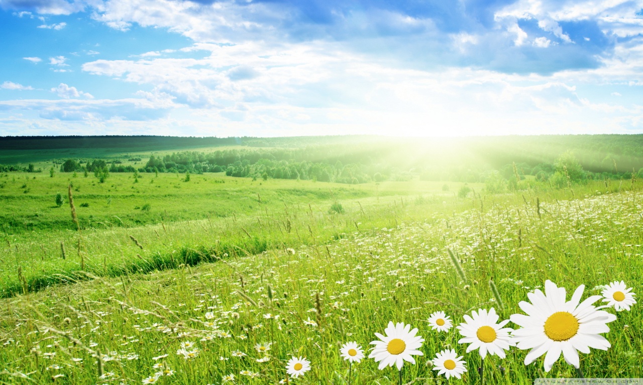 Summer Field Backgrounds (#2993966) - HD Wallpaper & Backgrounds Download
