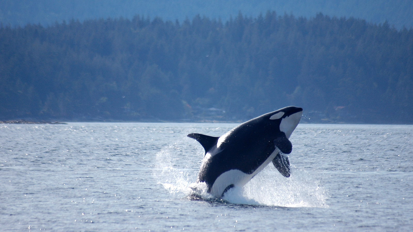 Orca Backgrounds, Compatible - Sea Pen For Orca (#2994625) - HD ...