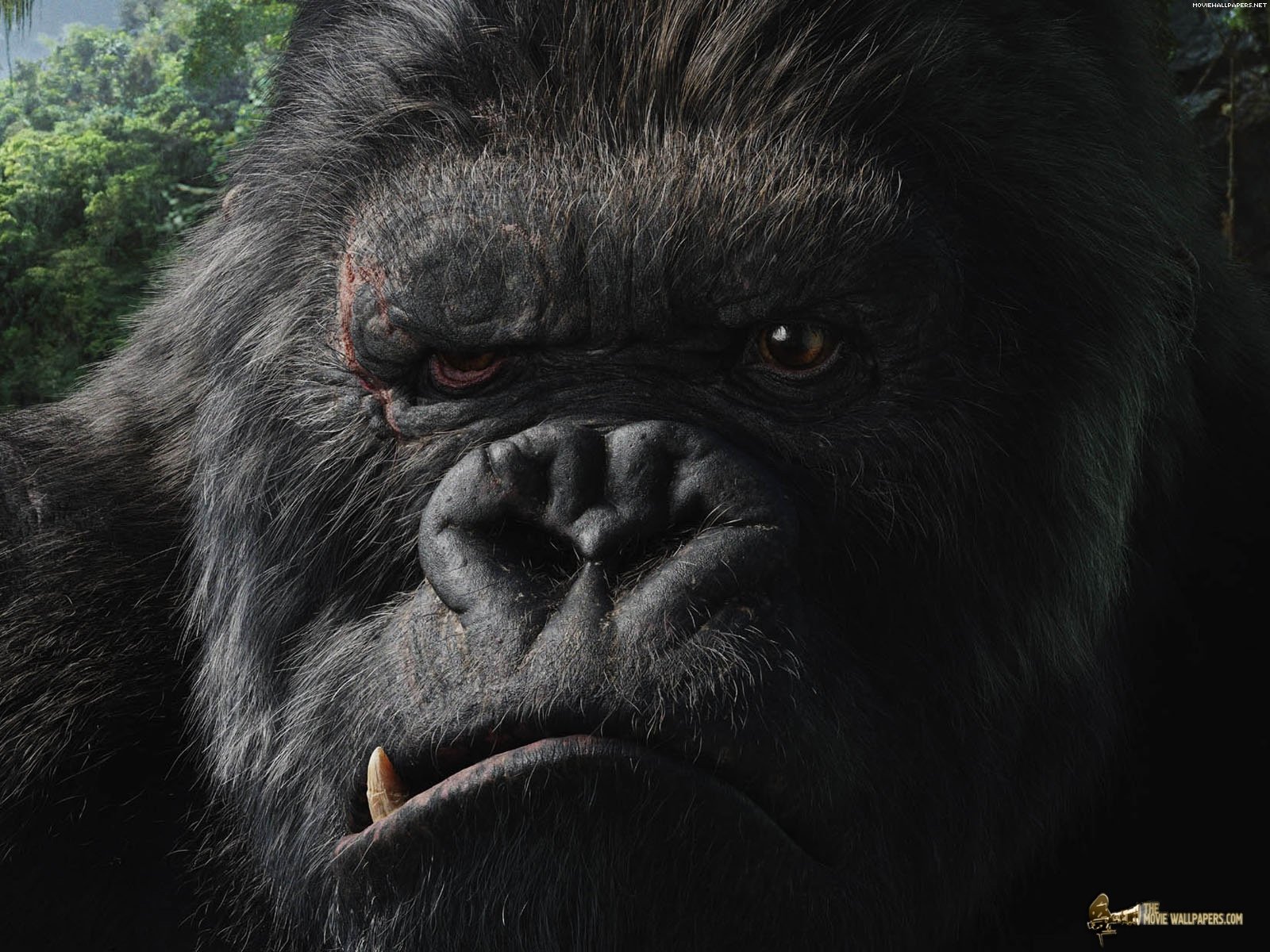 King Kong Wallpaper - King Kong (#2996302) - HD Wallpaper & Backgrounds ...