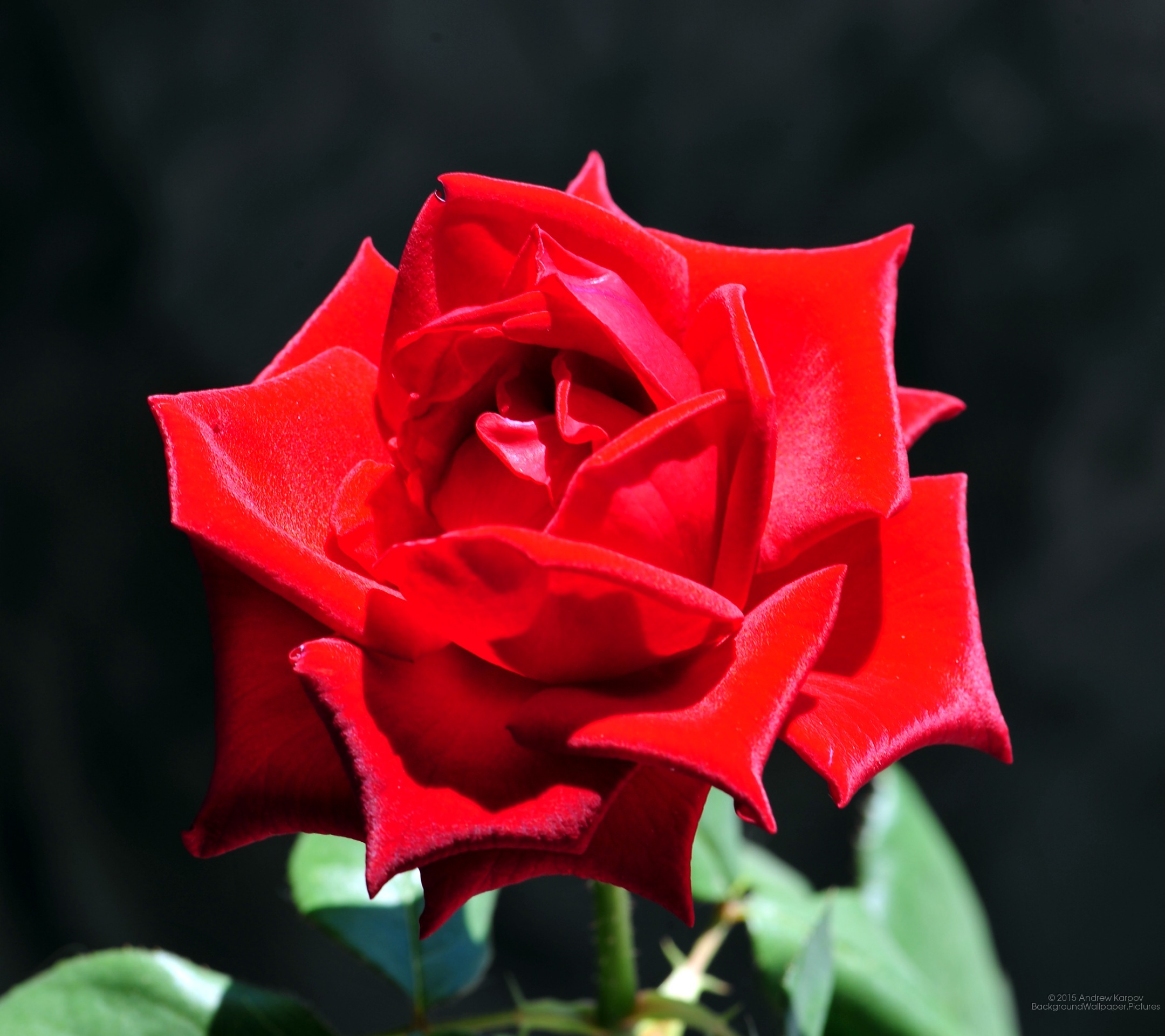 Rose Flower Wallpapers - Gulab Phool Image Hd (#305802) - HD Wallpaper ...