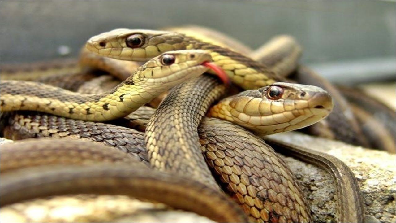 3 Snakes (#3001673) - HD Wallpaper & Backgrounds Download