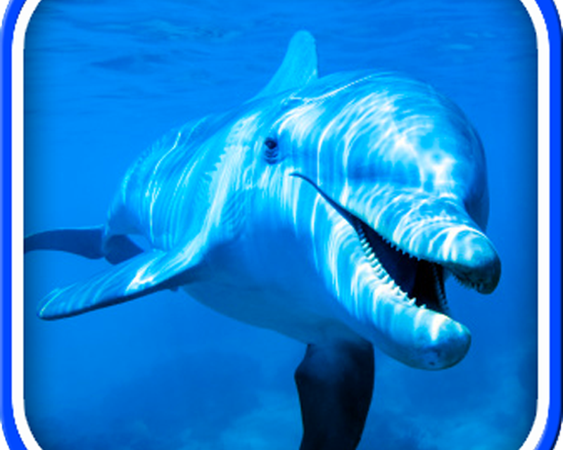 Dolphins Sharks And Whales (#3004136) - HD Wallpaper & Backgrounds Download