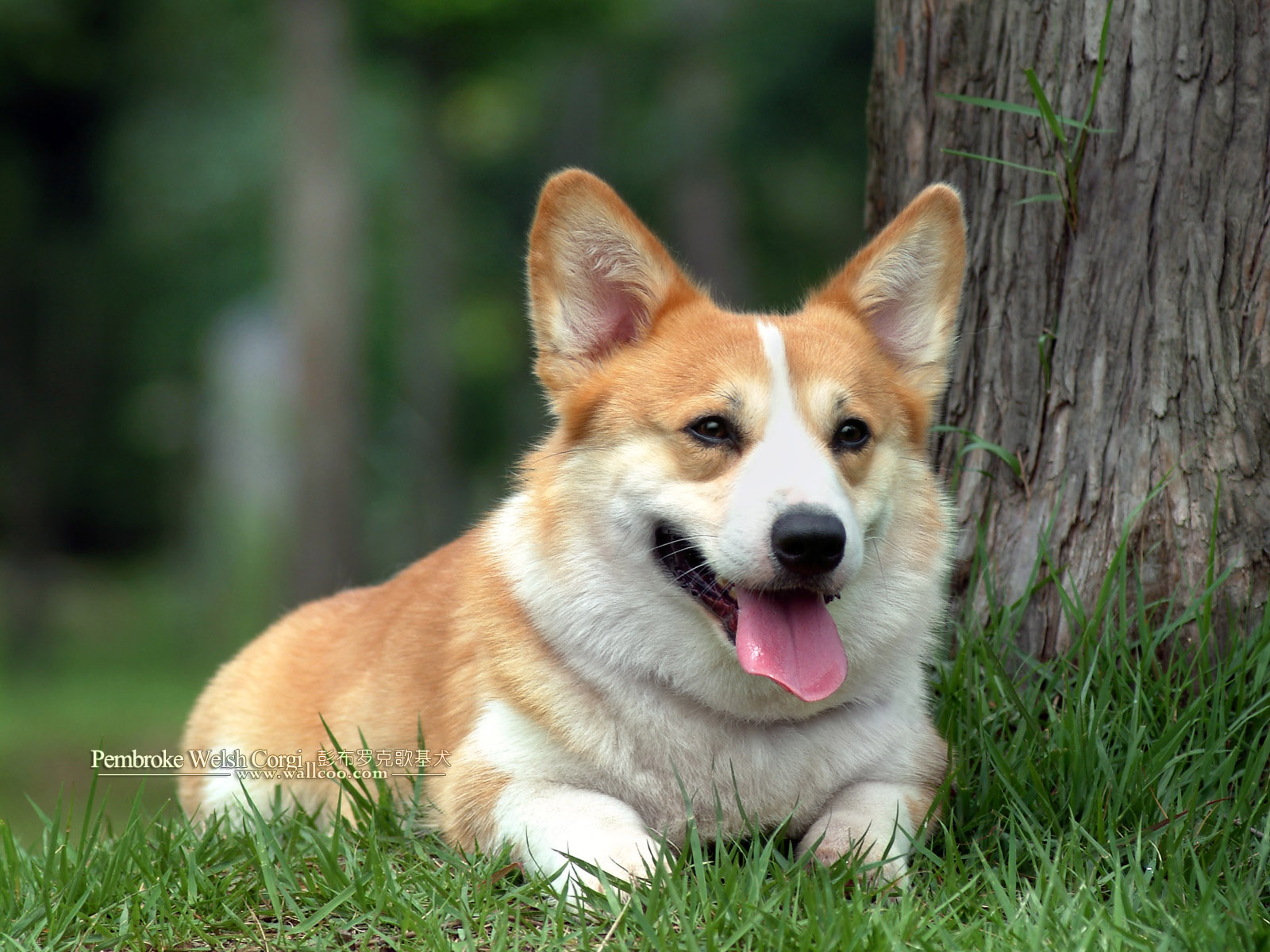 Pembroke Welsh Corgi - Full Grown Cute Corgi (#3012163) - HD Wallpaper ...