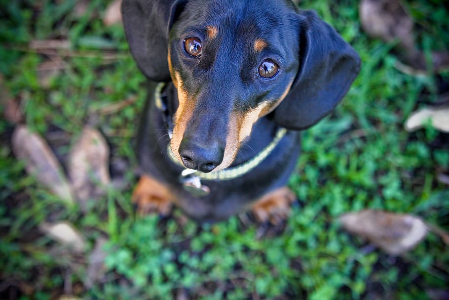 Dog, Dachshund, Doxie, Wiener Dog, Cute, Animal, Sad, - گربه زباد ...
