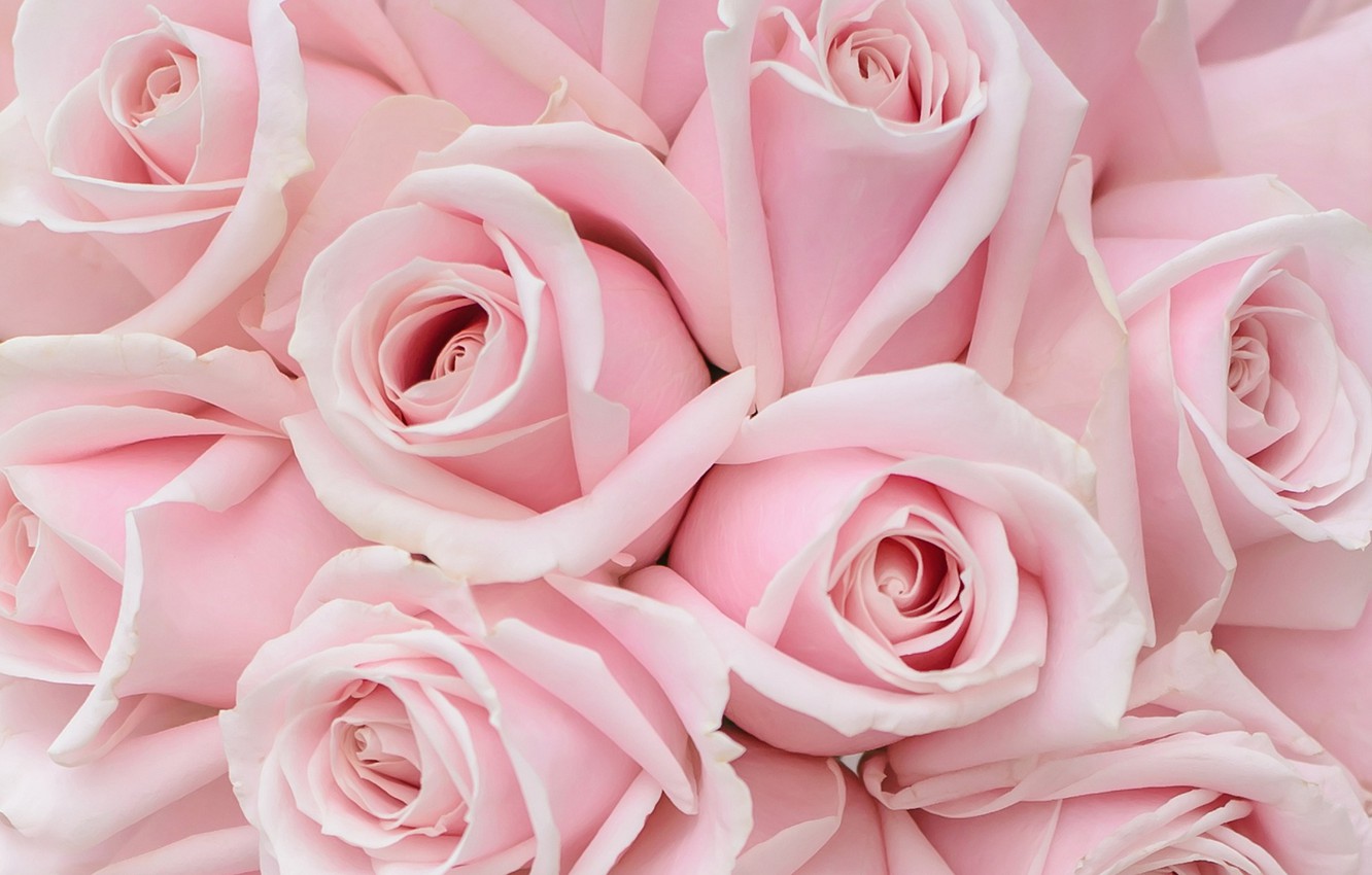 Photo Wallpaper Tenderness, Roses, Bouquet, Pink Roses - Pink Roses ...