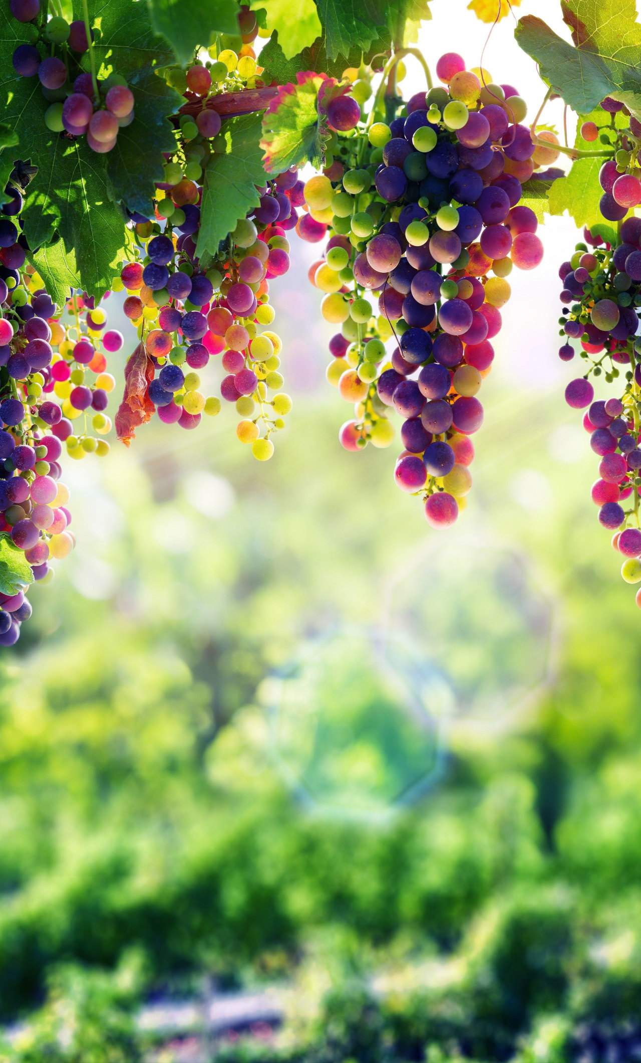 Grape Background (#3030481) - HD Wallpaper & Backgrounds Download