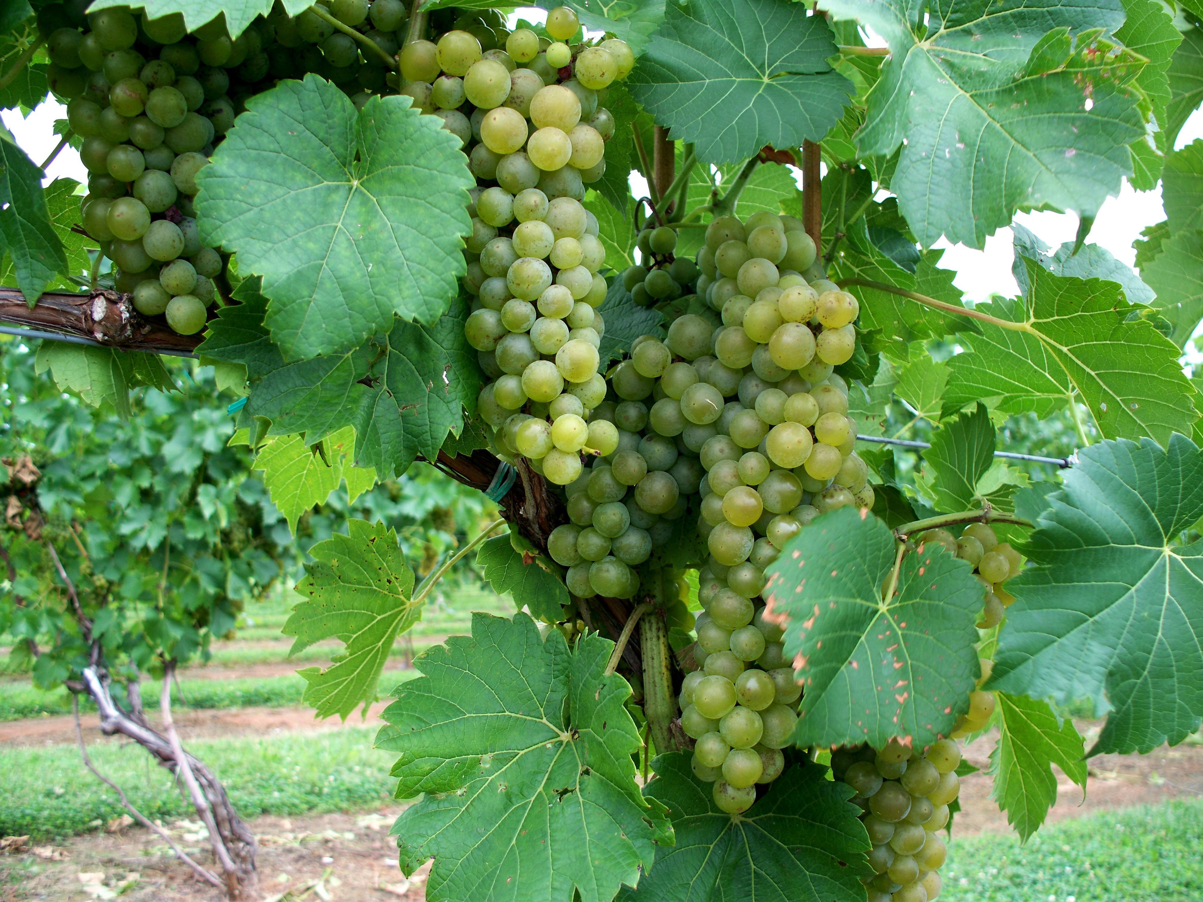 Plantations Of Grapes - Munakka Plant (#3031235) - HD Wallpaper ...