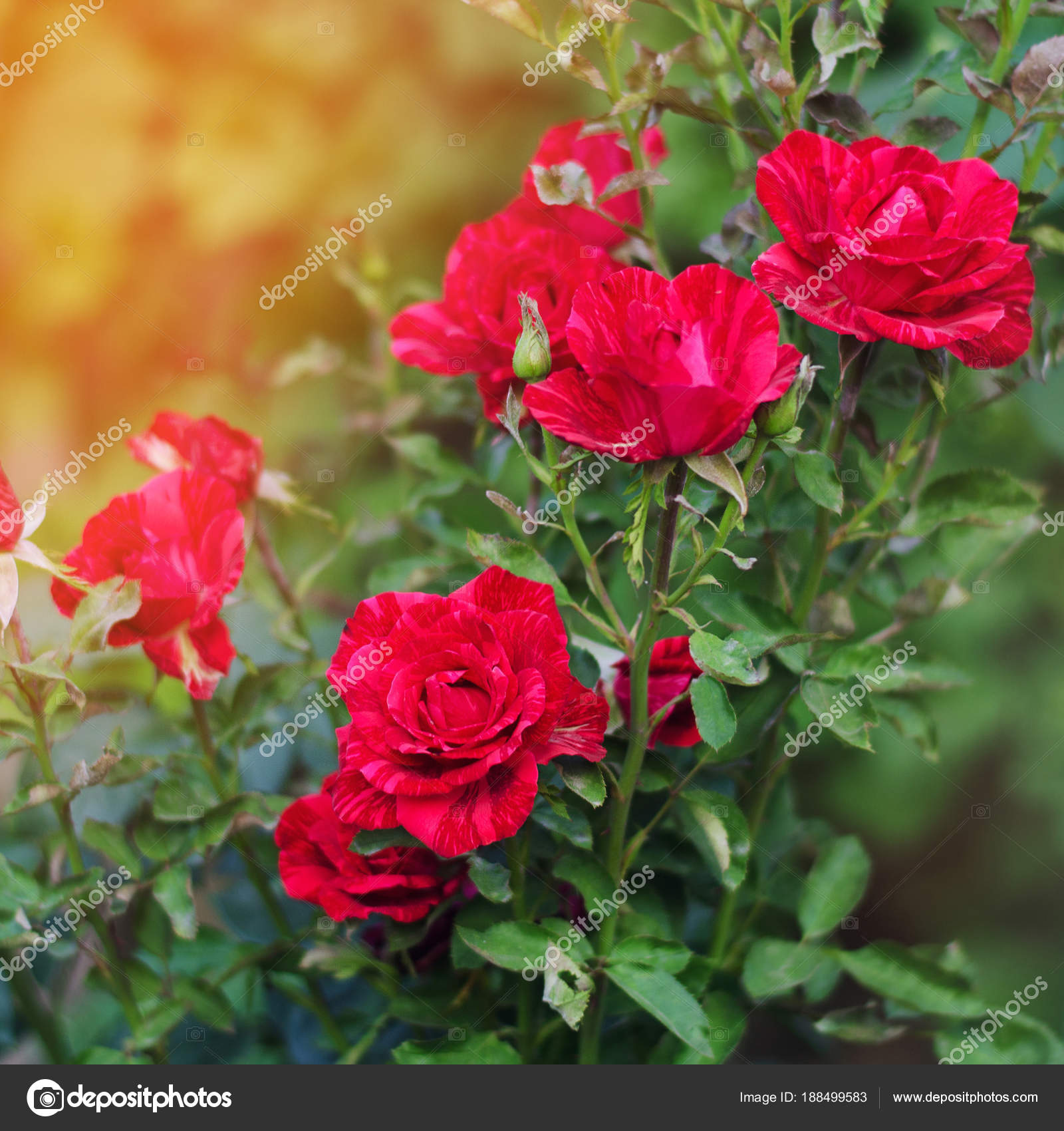 Beautiful Red Roses In The Garden, Nature Wallpaper - Flower (#3031401 ...