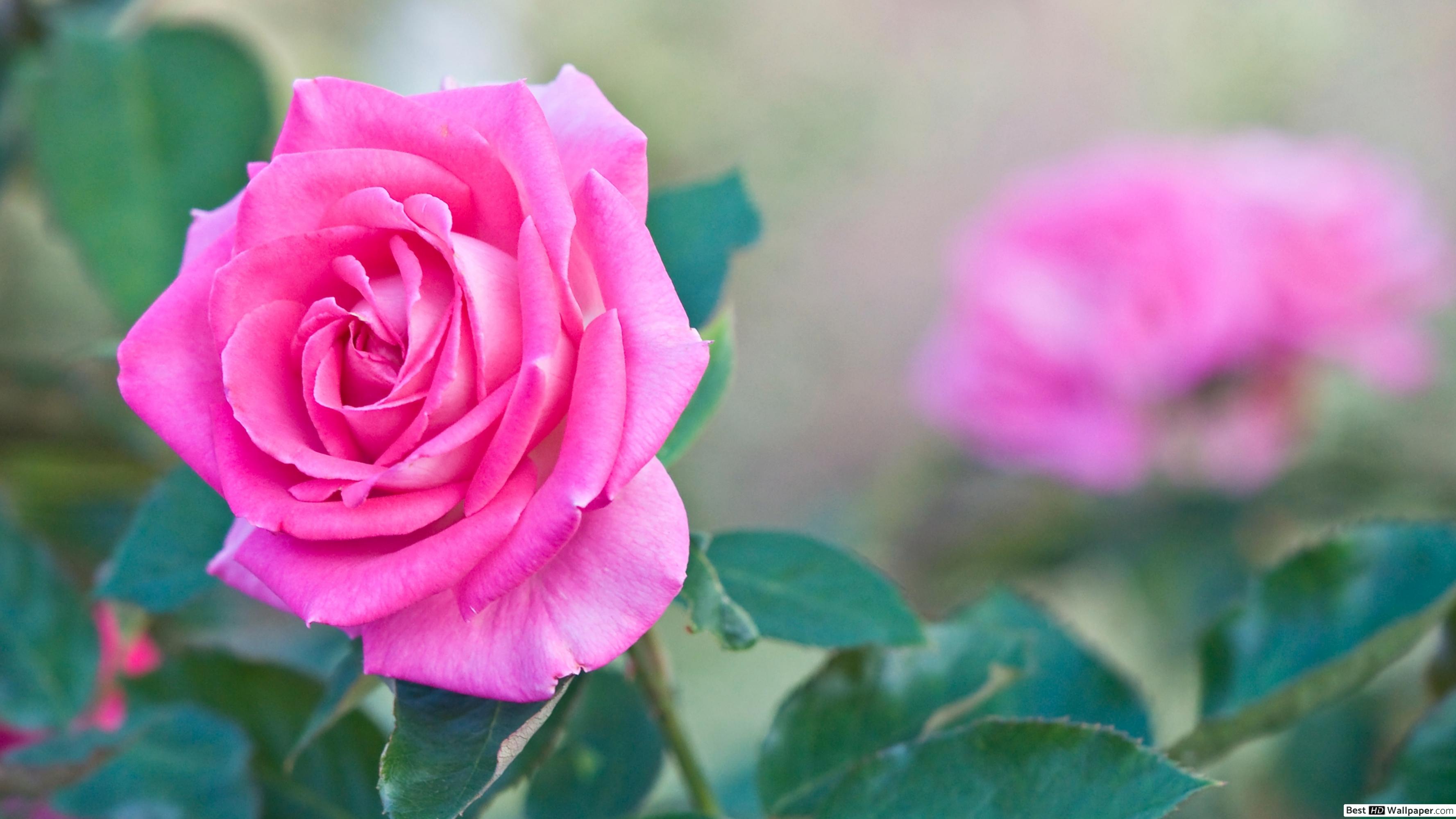 High Resolution Rose 4k (#3032106) - HD Wallpaper & Backgrounds Download