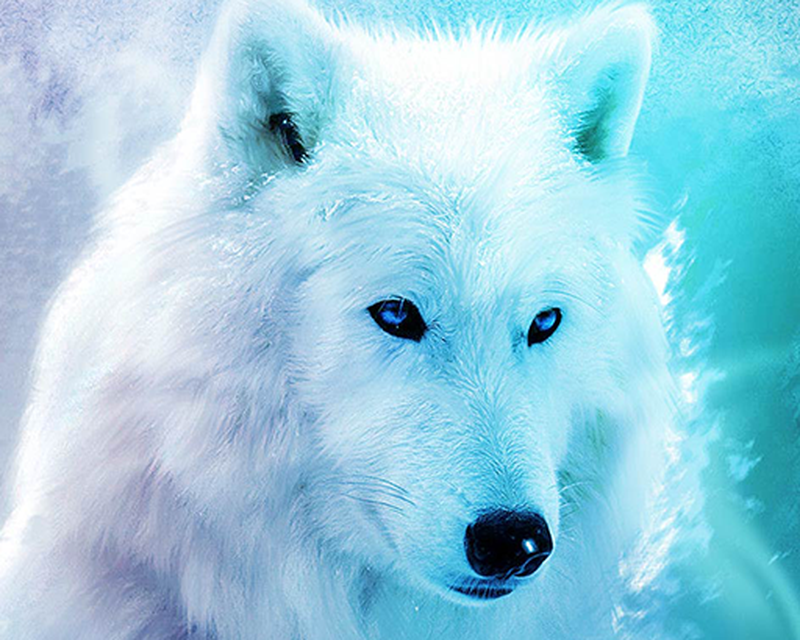 White Wolf With Blue Eyes Wallpaper - vrogue.co