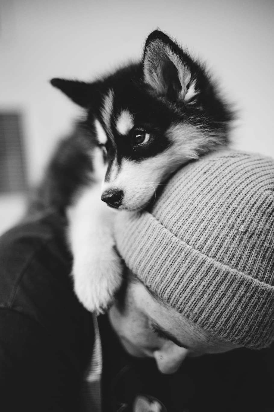 Download Screen Saver, Wallpaper, Hewan, Abu-abu, Hitam Dan - Sakhalin ...