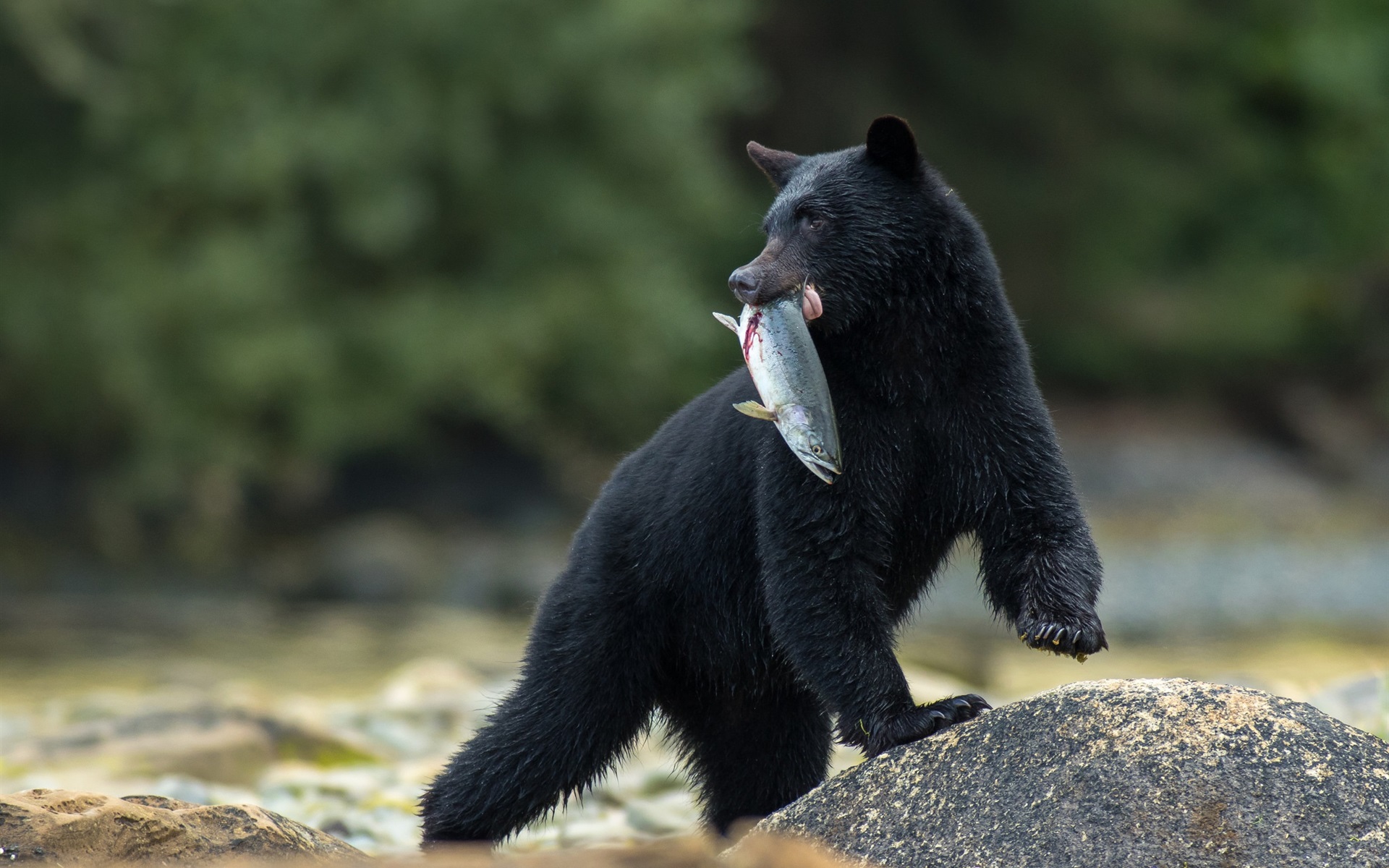 Wallpaper Black Bear Catch A Fish - Black Bear Get Fish (#3074829) - HD ...