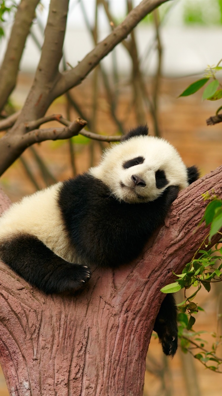 Iphone Wallpaper Cute Panda Bear Sleep, Rest, Tree, - Cute Baby Panda ...