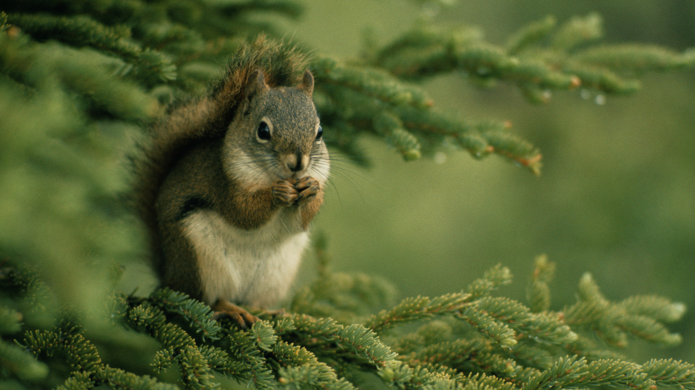 Squirrel Wallpaper - Desktop Background Squirrel (#3079951) - HD ...