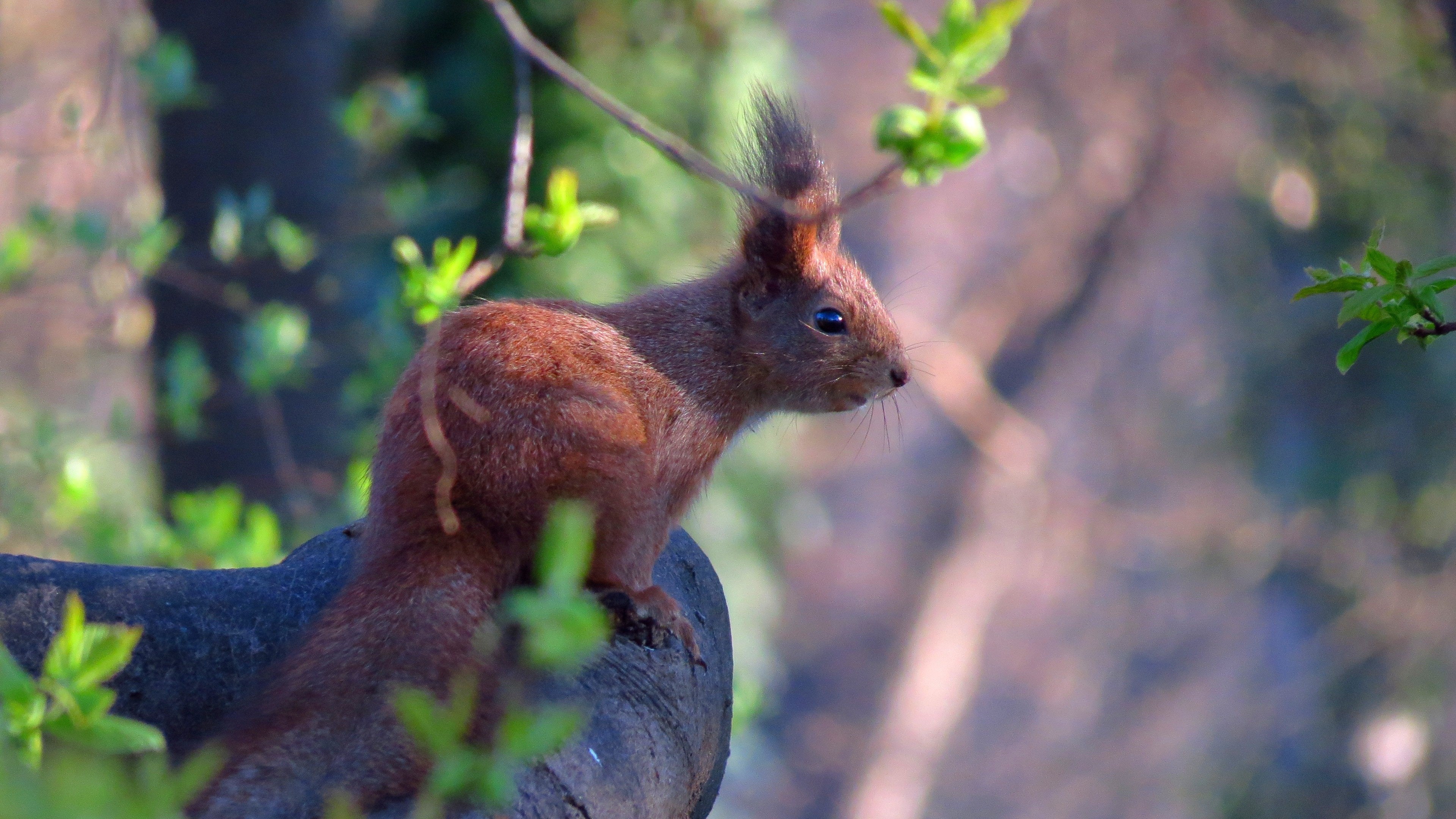 Charming Squirrel 4k Wallpaper - Squirrels (#3080171) - HD Wallpaper ...