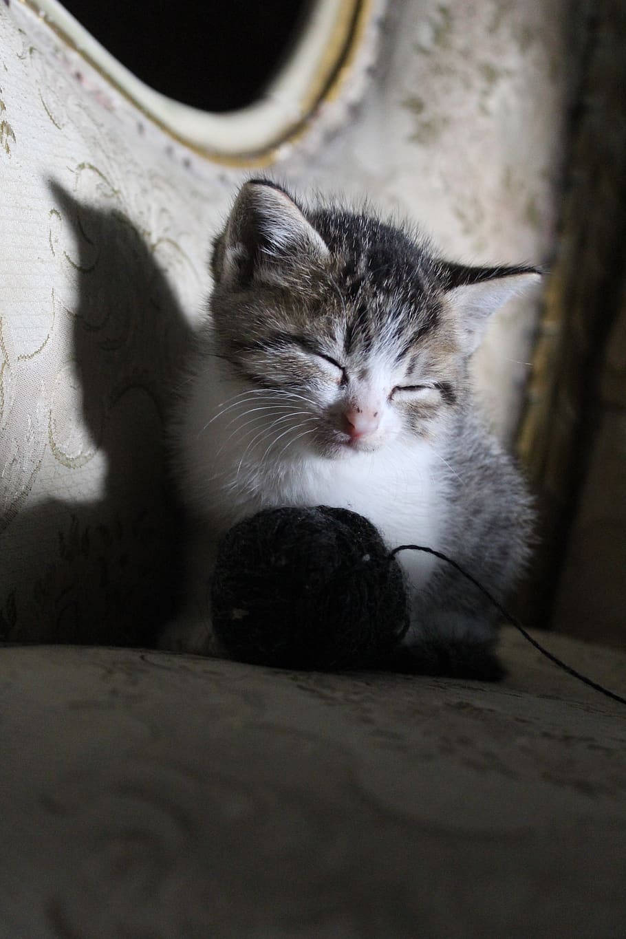 Animals, Kittens, Cat, Cute, Beautiful, Small, Special, - Cat (#3080502 ...