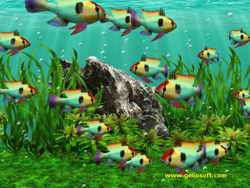 Moving Mikrogeophagus Ramirezi Fish Screensaver And - Fish (#3098590 ...