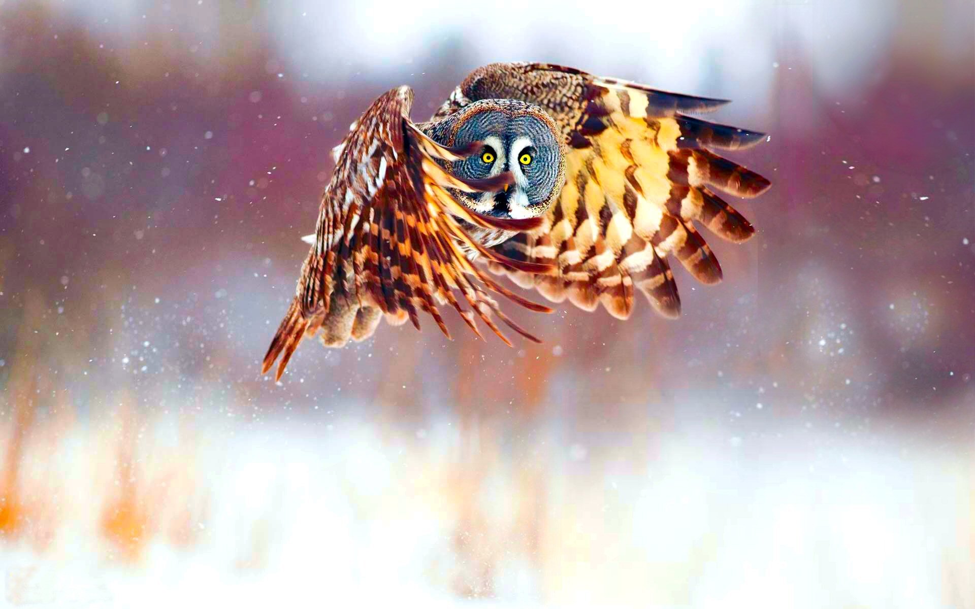 Hd Wallpaper - Owl Funny High Resolution (#310636) - HD Wallpaper ...