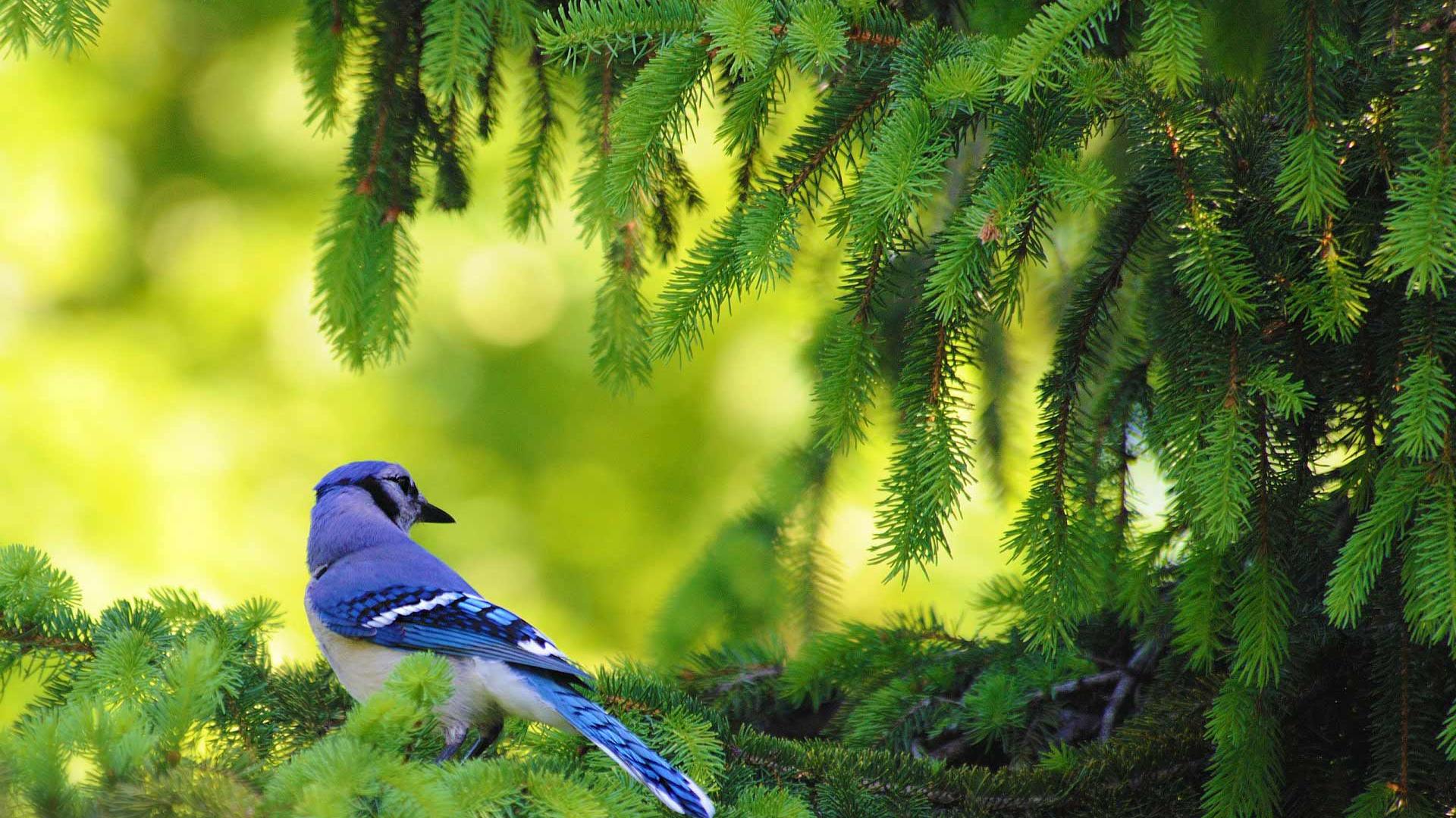 Natural Bird Images Hd (#316292) - HD Wallpaper & Backgrounds Download