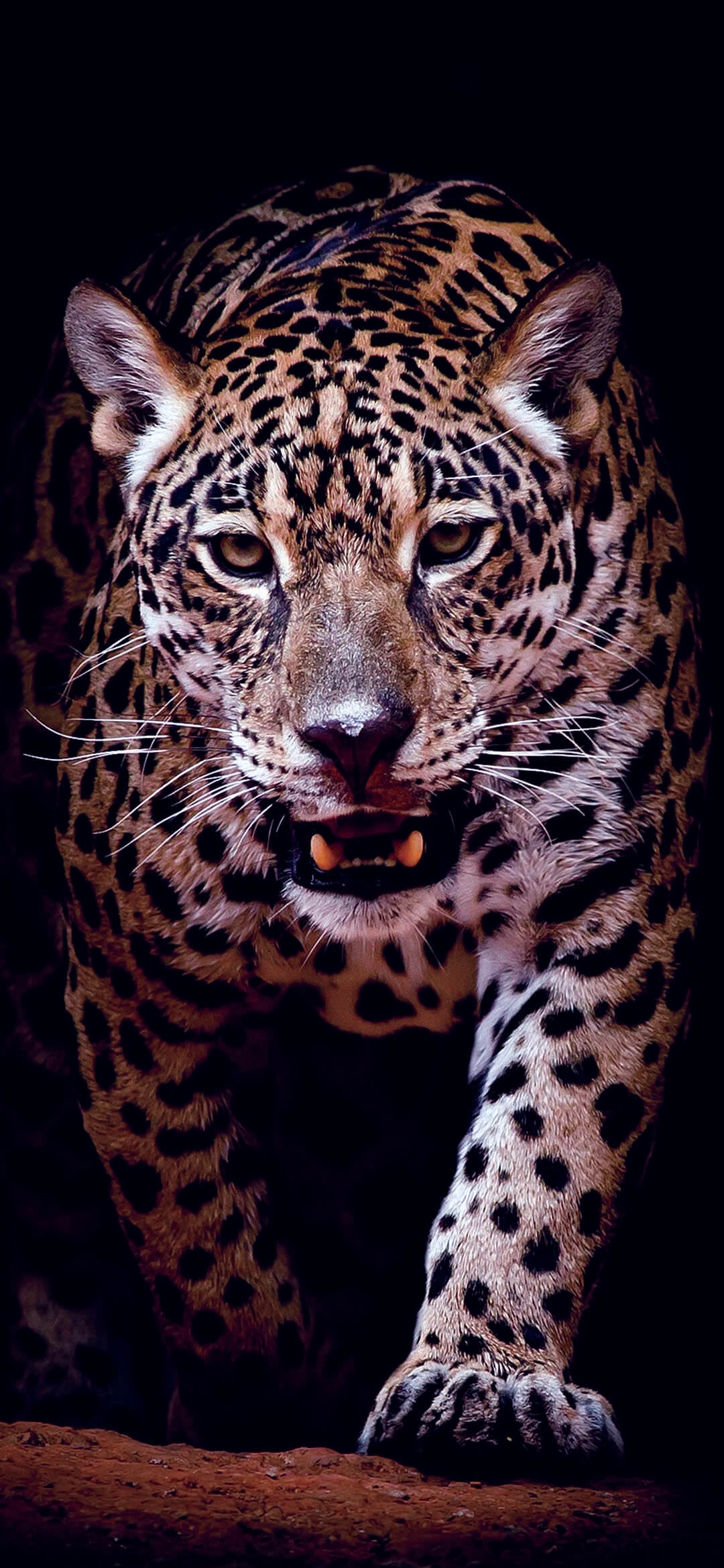 Live Animal Wallpaper For Iphone (#3118645) - HD Wallpaper ...