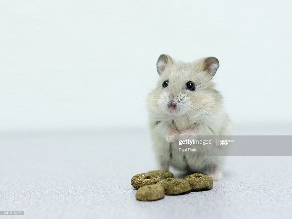 Dwarf Hamster Standing Above Its Food - Kangaroo Rat (#3123797) - HD ...