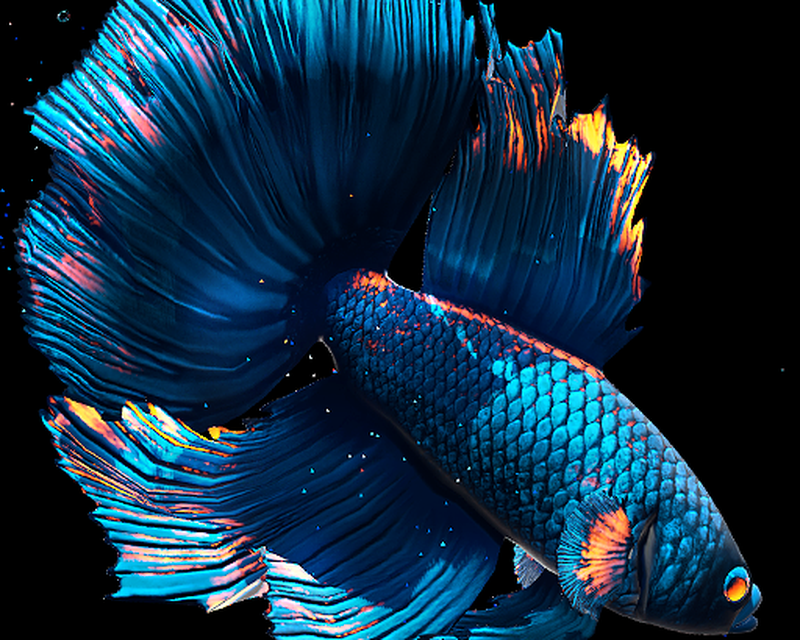 Latest Fish (#3126280) - HD Wallpaper & Backgrounds Download